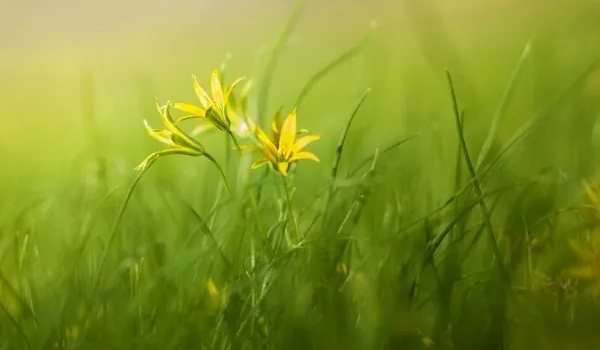 Prophetic Colors according to the Bible with Explanation